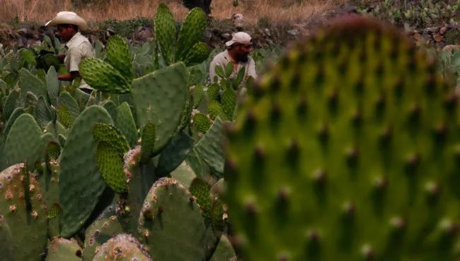 Impulsan construcción de 18 viveros de nopal forrajero - NTR Zacatecas