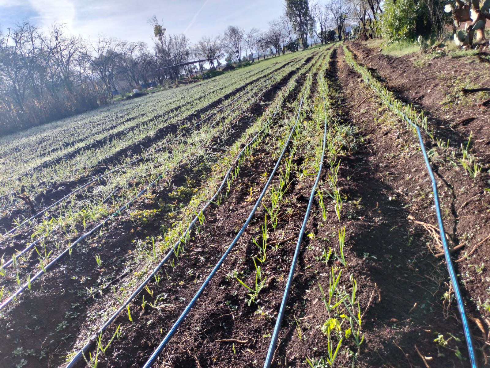 Parcela demostrativa, una opción para agricultores - NTR Zacatecas