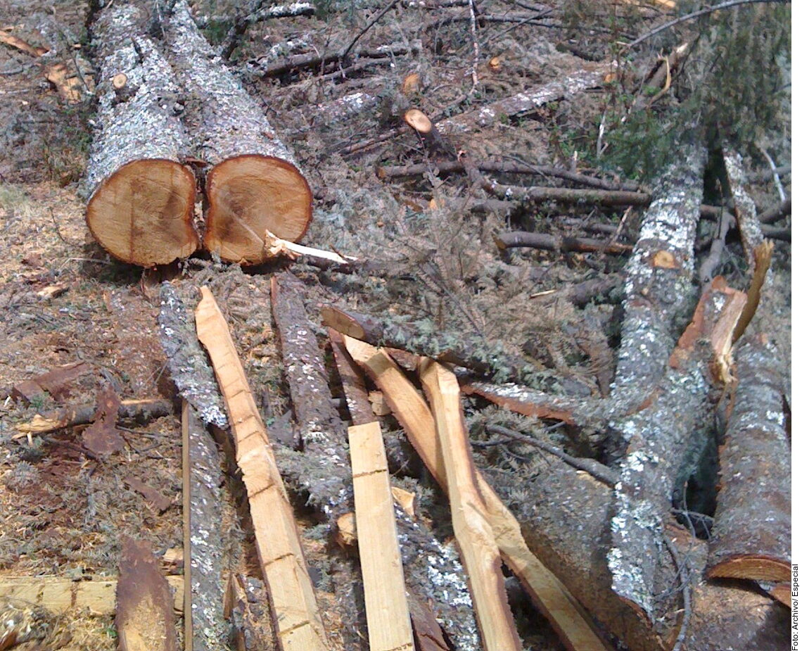 Luchan contra la tala ilegal en Valparaíso - NTR Zacatecas