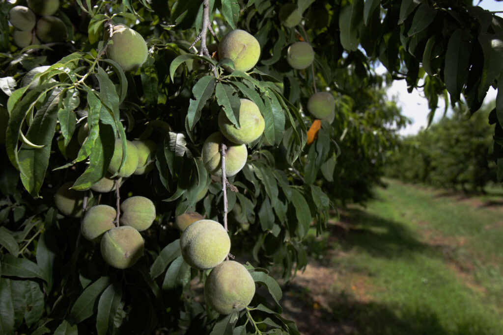 Esperan buen año productores de frutas en Jerez - NTR Zacatecas