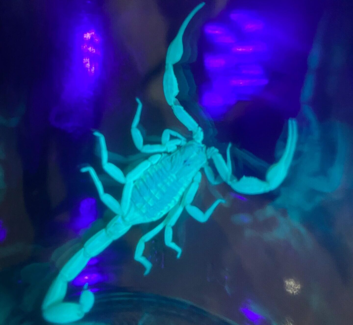 Elaboran protocolo de seguridad para la atención del alacranismo - NTR ...