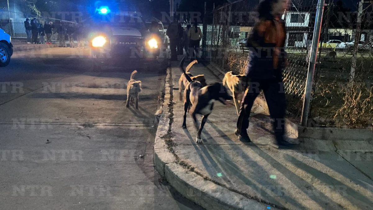 Trasladan a menor al hospital tras ataque de perro - NTR Zacatecas