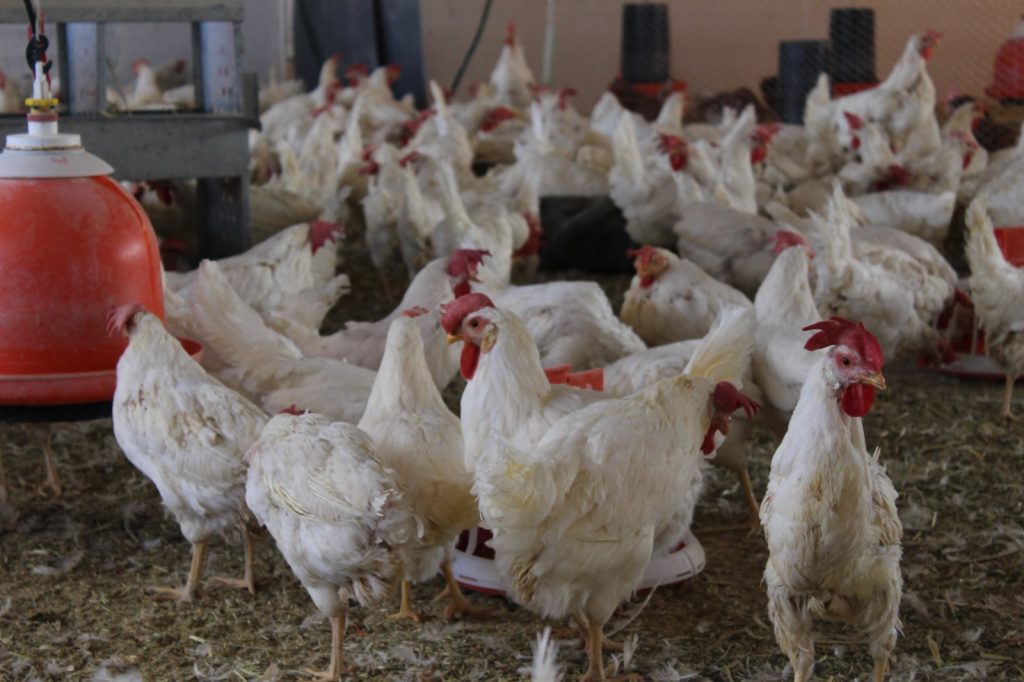 Otorgan paquetes de aves en Valparaíso - NTR Zacatecas