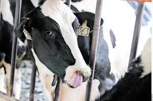 Esperan reactivar exportación de ganado - NTR Zacatecas